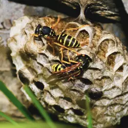 Wasp Control & Nests Services | Emrisservices.co.uk